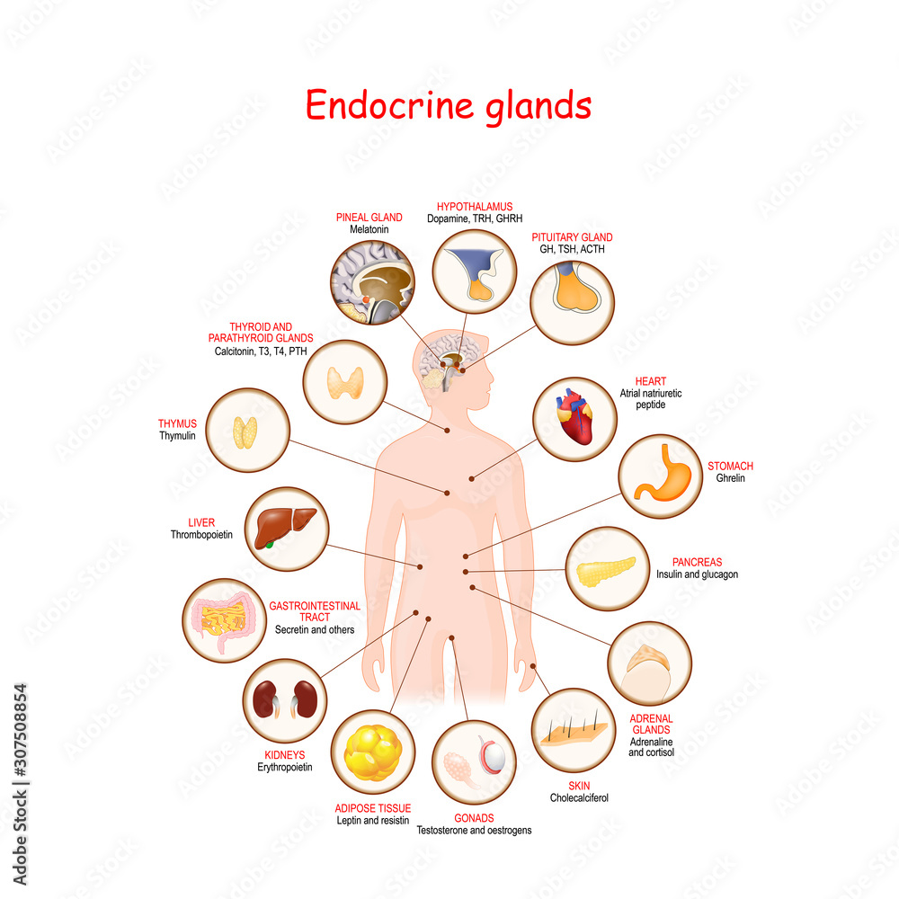 Endocrine glands and hormones. Stock Vector | Adobe Stock
