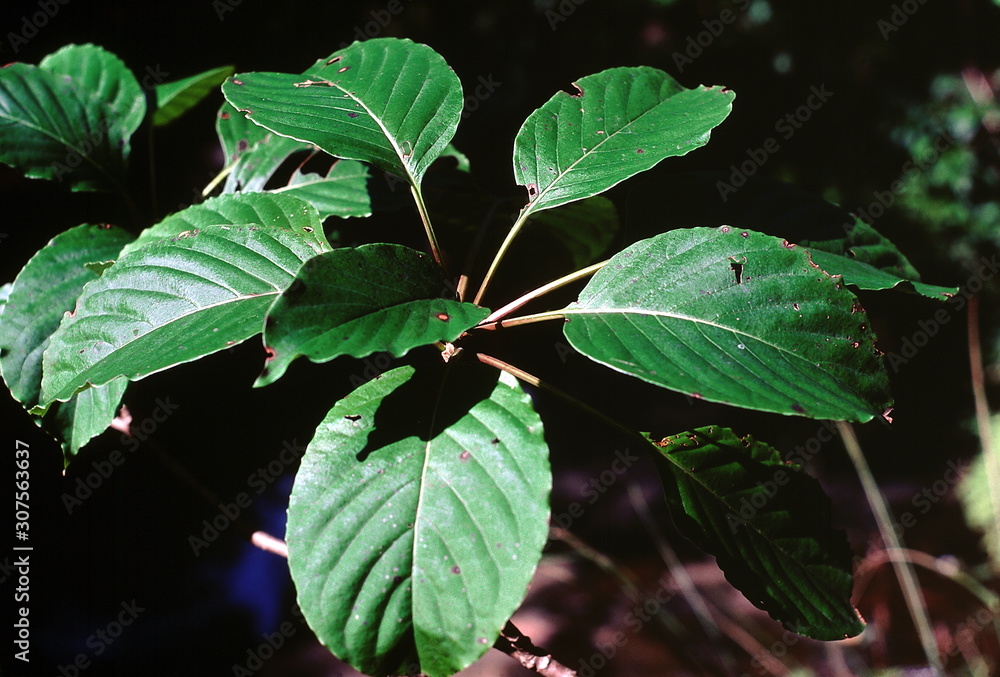 Leaves. Hymenodictyon sp. Family: Rubiaceae. A large deciduous tree ...