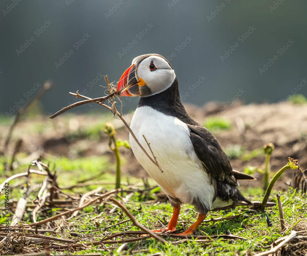Puffin building nest. Stock Photo | Adobe Stock