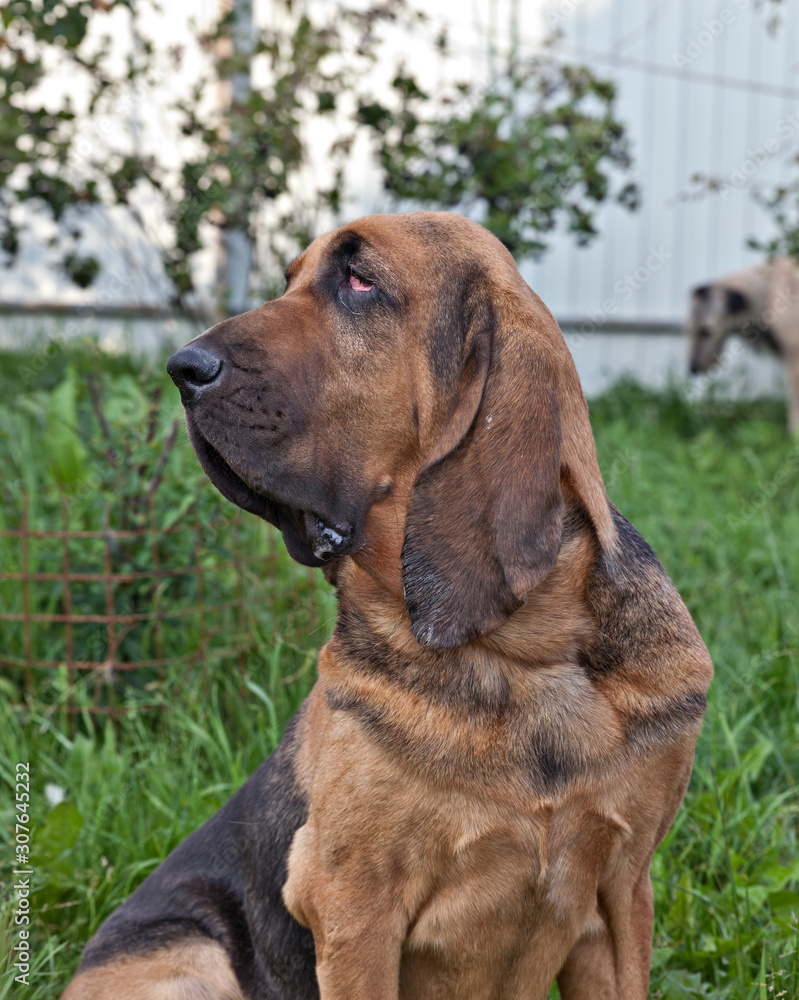 Dog breed bloodhound portrait on nature Stock Photo | Adobe Stock