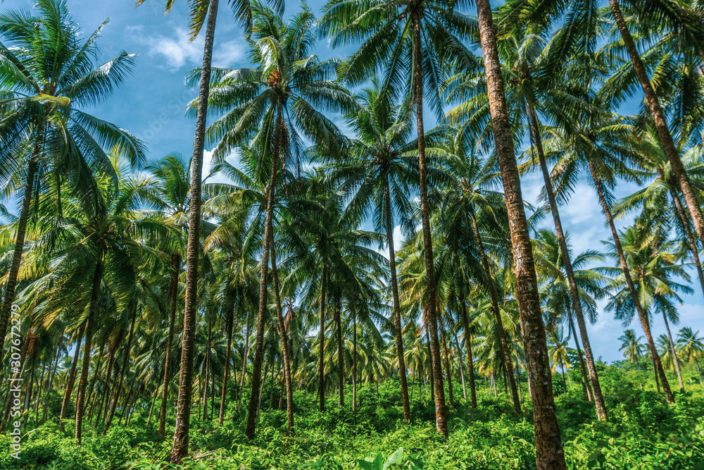 Coconut Tree In Rainforest