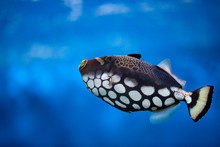 Tropical Spotted Fish Free Stock Photo - Public Domain Pictures