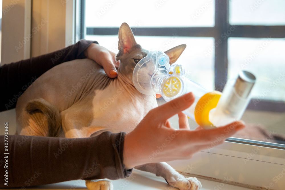 Young woman take care of a pet sphynx cat with asthma. She makes him ...