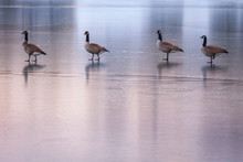 Canada Geese Goose Waterfowl Lake Free Stock Photo - Public Domain Pictures