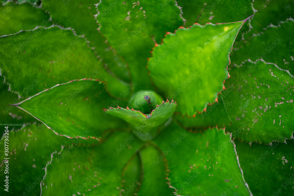 Agave mezcalero, taken from an overhead view Agave to produce mezcal in ...