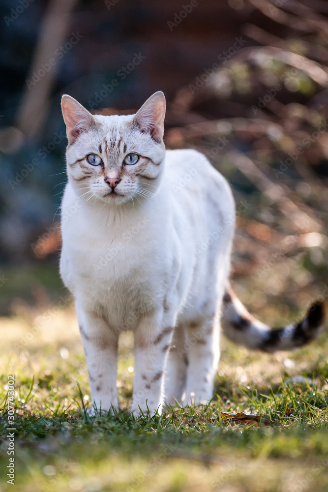 White Asian Leopard Cat