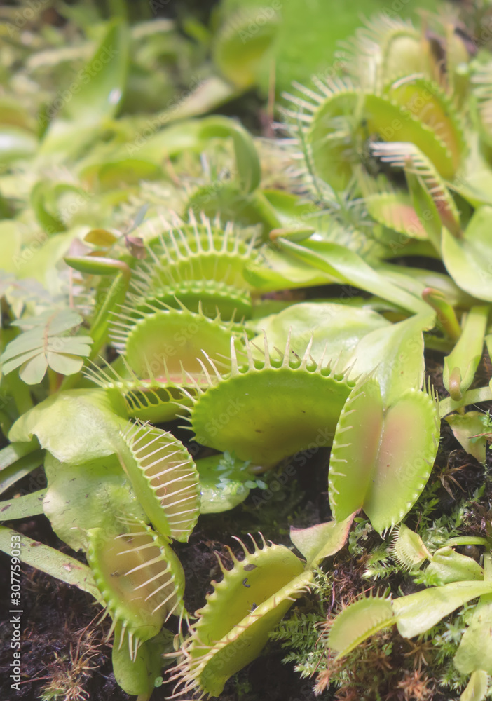 Foto de Stock Carnivorous plant predator Venus flytrap (Dionaea ...