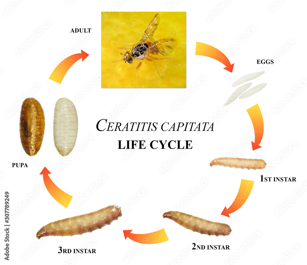 Stock-Foto „Mediterranean fruit fly or medfly, Ceratitis capitata, is ...