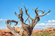 Dead Tree In Utah Wilderness Free Stock Photo - Public Domain Pictures