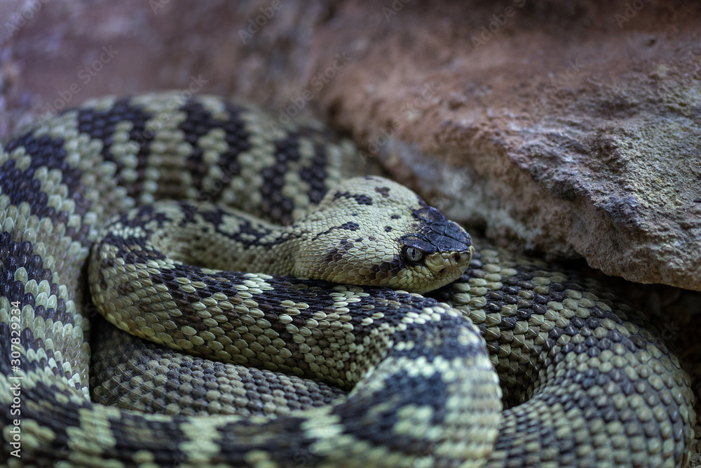 Black-tailed rattlesnake. Crotalus molossus is a venomous pit viper ...