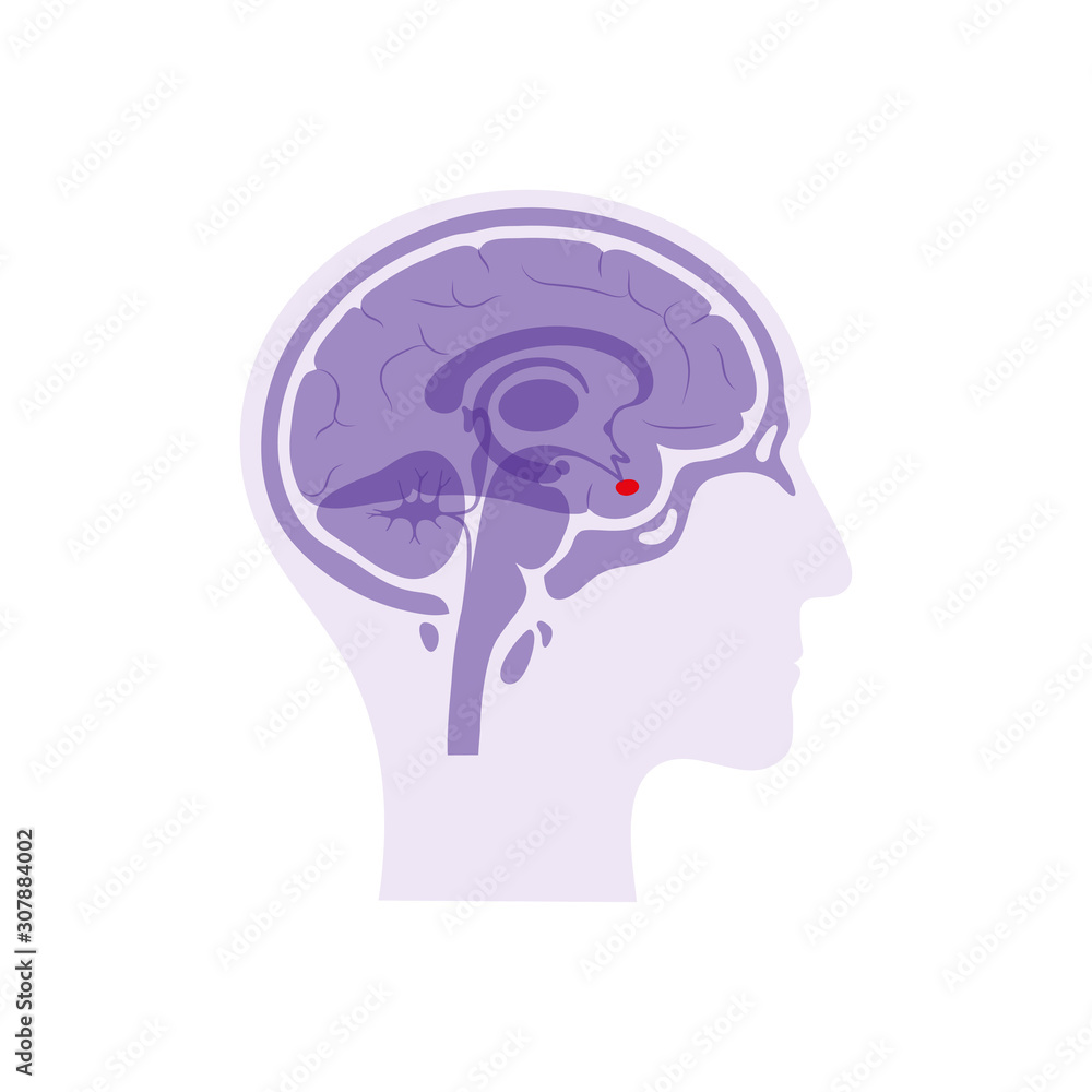 Vector isolated illustration of Pituitary gland Stock Vector | Adobe Stock