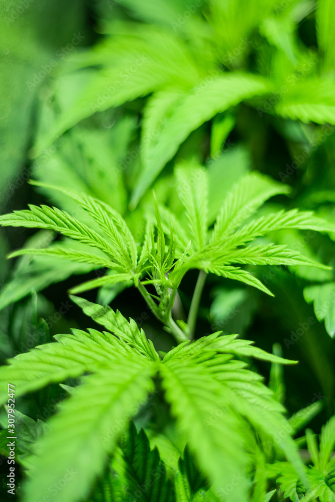 Growing pot in groutent. Vegetative stage of marijuana growth. Medical marijuana. Background of ...