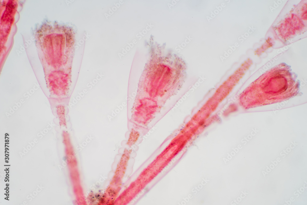 Obelia is a genus of hydrozoa, a class of mainly marine and some ...
