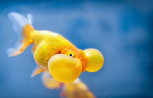 Fish In Bubble Free Stock Photo - Public Domain Pictures