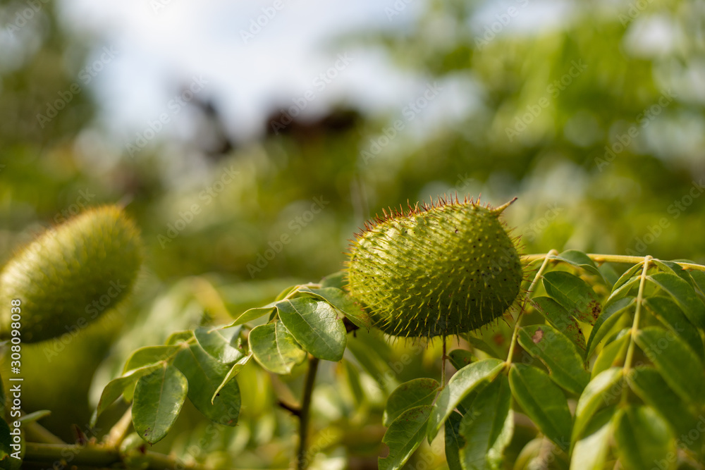 Stock-Foto „Caesalpinia bonduc, also known as grey nickernut, growing ...