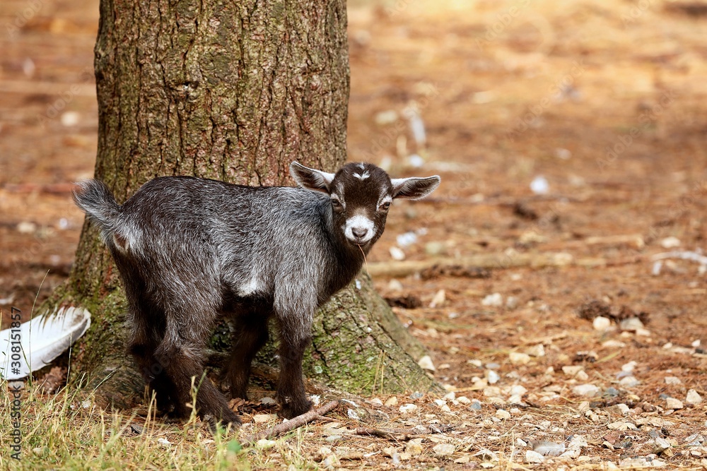The American Pygmy is an American breed of achondroplastic goat. It is ...