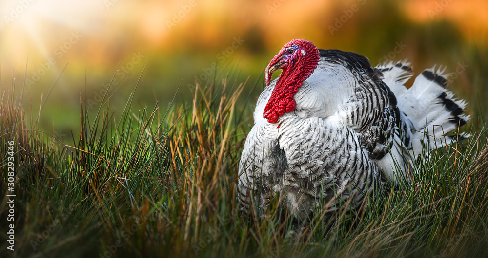Beautiful domestic adult turkey bird with red head in evening light ...