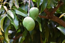 Baby Mango On The Tree Free Stock Photo - Public Domain Pictures
