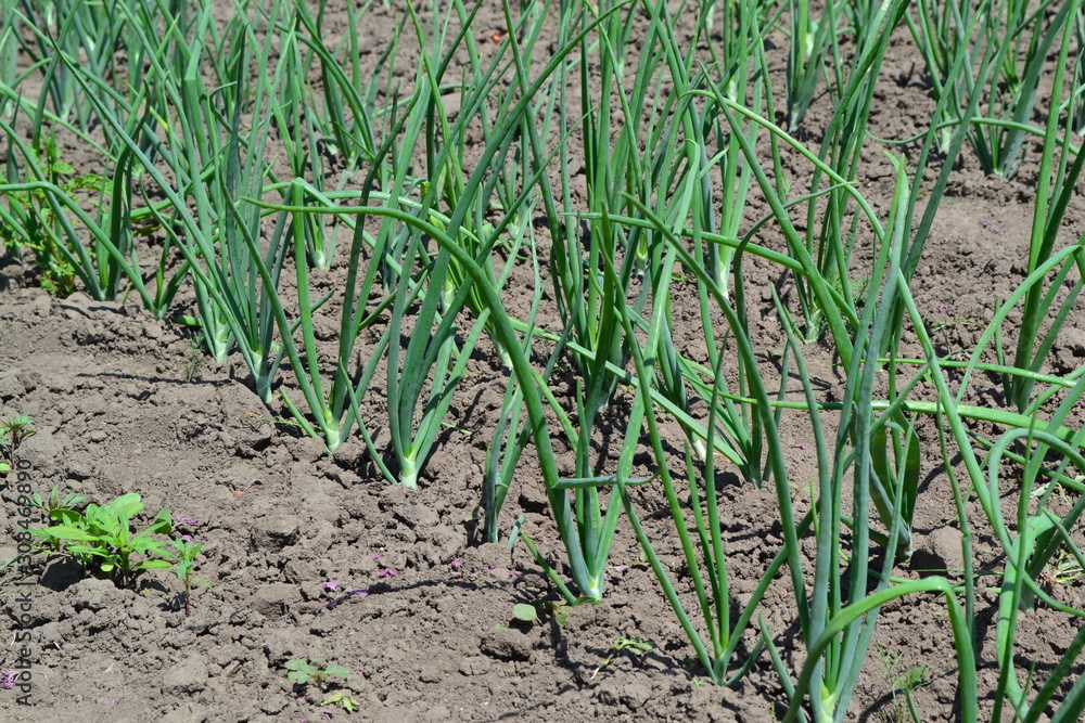 Widespread vegetable culture. Onion bulb, green sprouts on a black ...