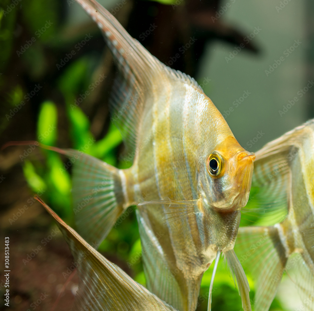 Altum angel fish inside aquarium Stock Photo | Adobe Stock