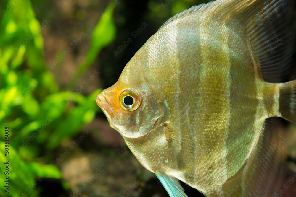 altum angel fish inside aquarium Stock Photo | Adobe Stock