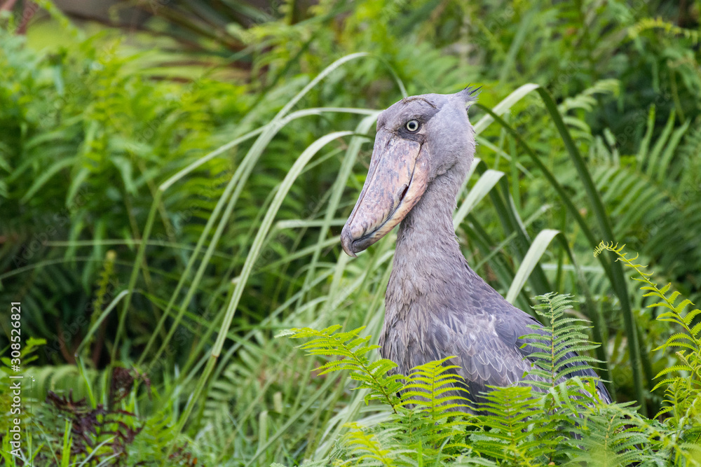 Foto de Stock Prehistoric-looking Shoebill Stork in the Mabamba Swamps ...