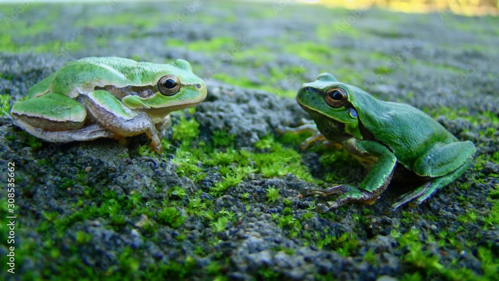 male and female frogs standing in front of each other .are they ...