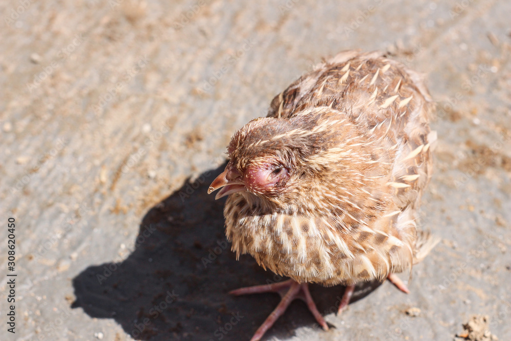 Poultry suffer from coryza (snot) disease with characteristic swelling ...