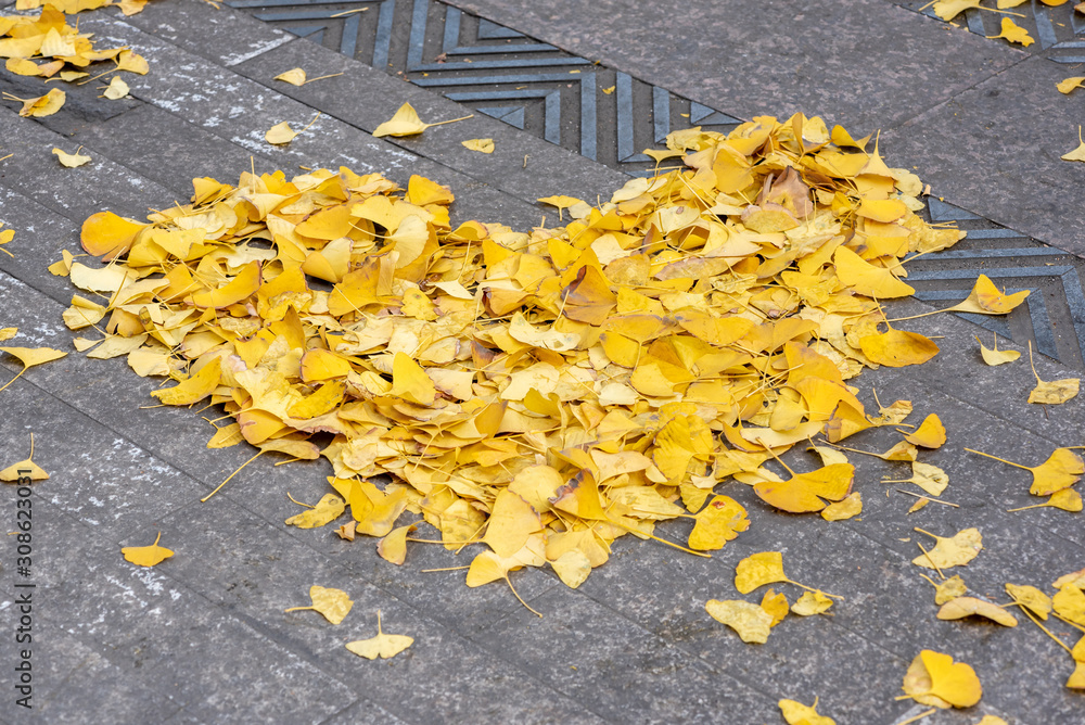 Heart shape made of yellow gingko leaves in the street in autumn in ...