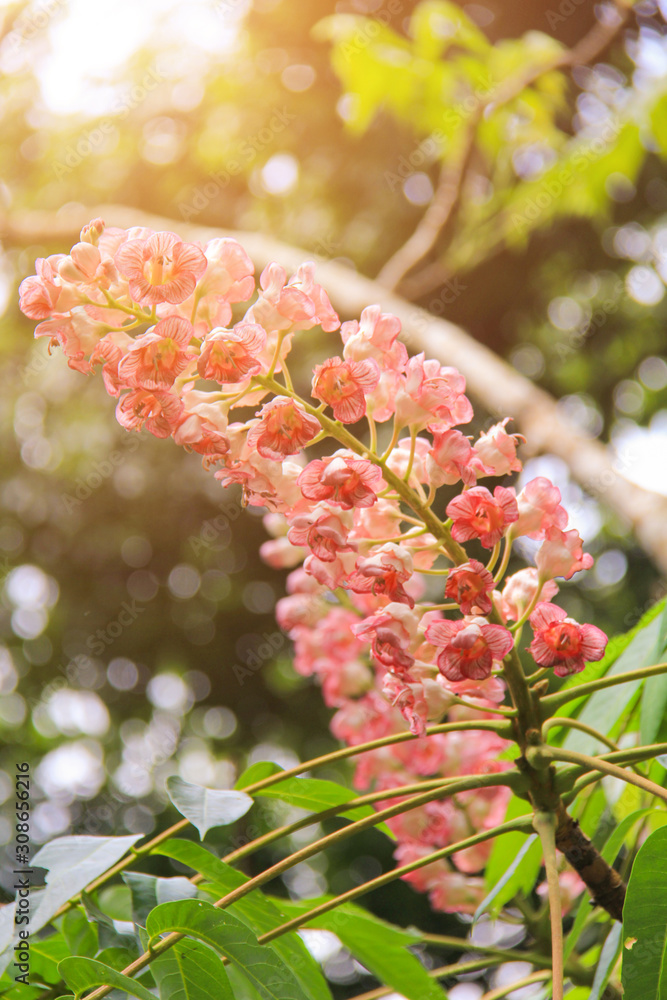 Bretschneidera sinensis,ChomphuPhukha flowers,Chompoo Phu Kha bloom ...