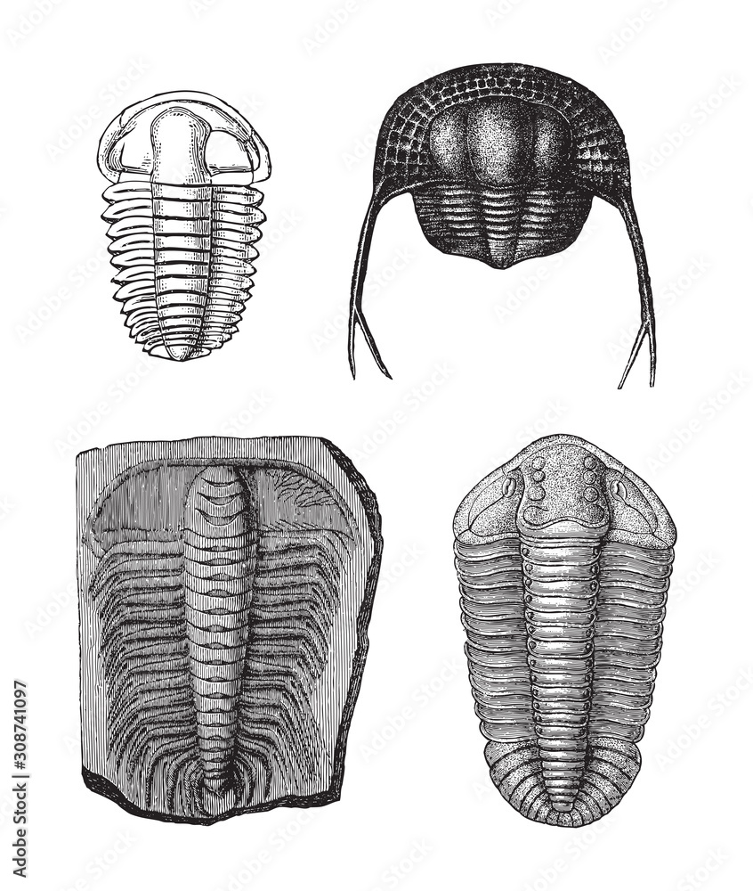 Trilobite fossils (Silurian and Cambrian period) / vintage illustration ...