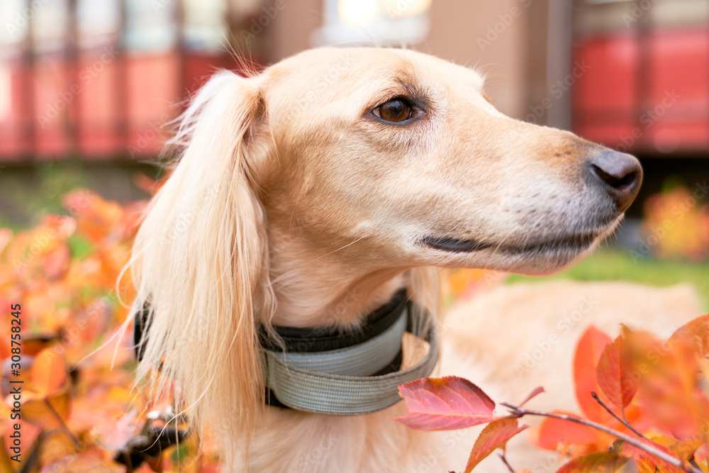 Russian canine Greyhound breed hunting animals possesses wavy silk coat ...