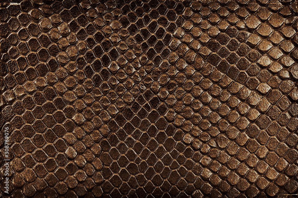 Brown snake skin, as background. Reptile. Stock Photo | Adobe Stock