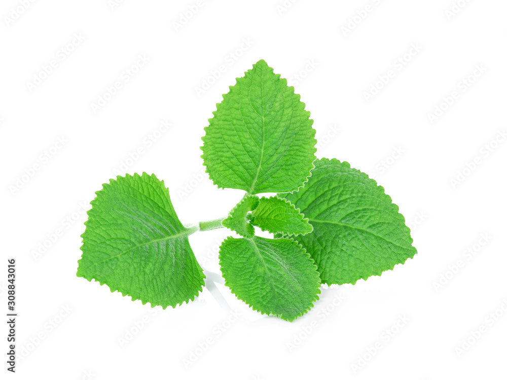 Green Leaves (Country Borage,Indian Borage,Coleus amboinicus Lour ...