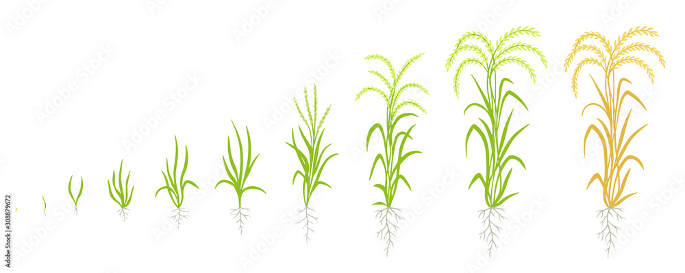 Growth stages of rice plant. The life cycle agriculture. Rice increase ...