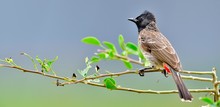 White Vented Bulbul Free Stock Photo - Public Domain Pictures