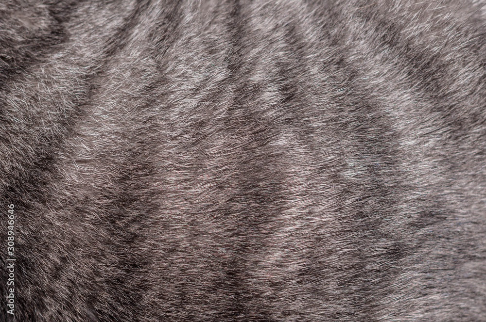 close up of fluffy grey tabby cat fur for texture and background Stock ...