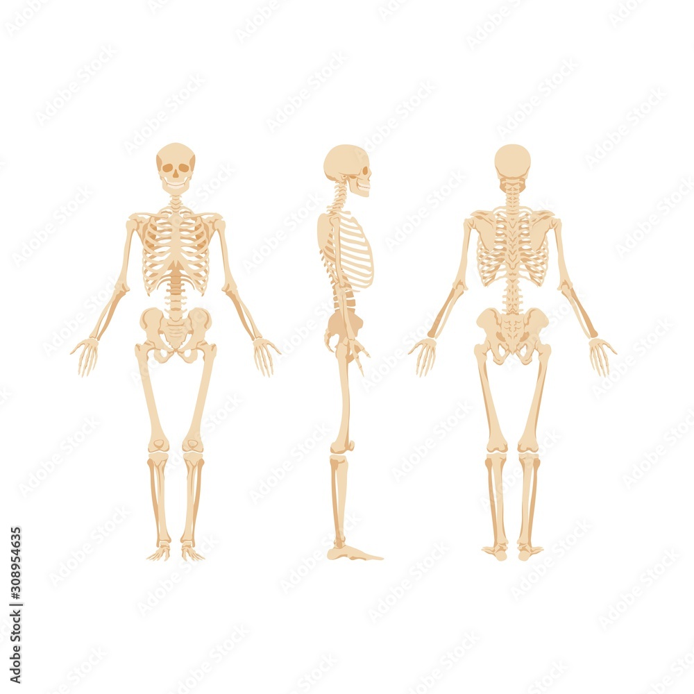 Set of skeletons isolated on white background. Anterior, lateral ...