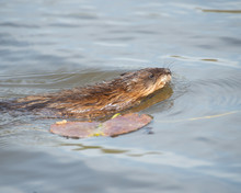 Muskrat Swimming Free Stock Photo - Public Domain Pictures