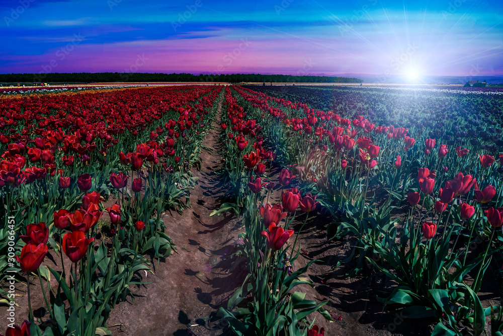 Tulips blooming towards the end of the seasonal festival in tulip ...