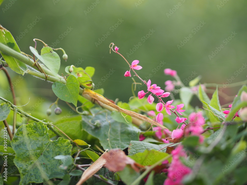 Pink flower small ivy Scientific name Antigonon leptopus Hook, arranged ...