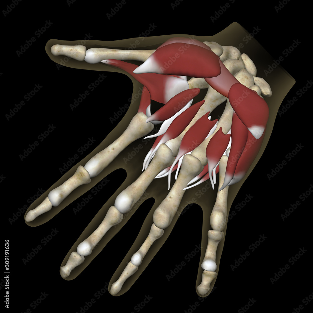 Anatomy of human hand showing muscles joints and bones black background ...