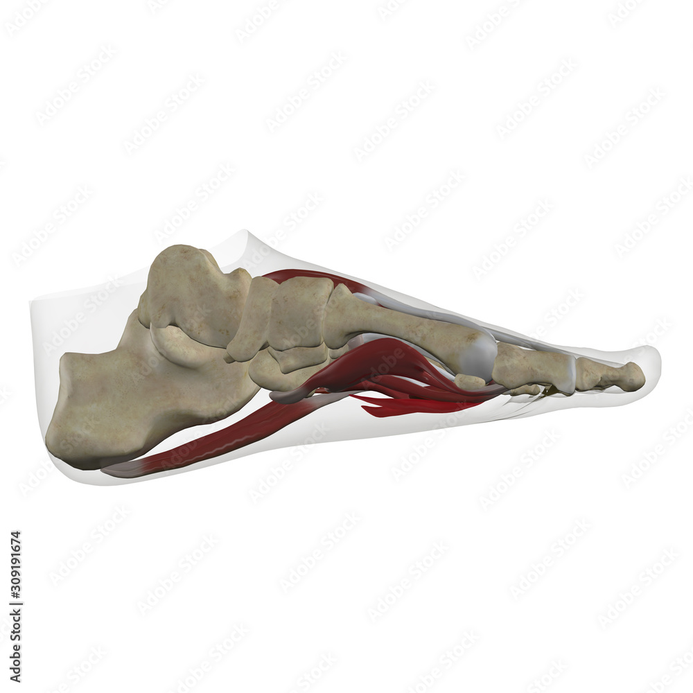 Foot skeleton and foot muscles anatomy view from right side 3d render ...