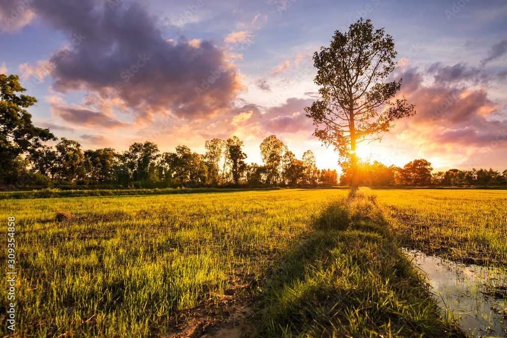 little field and sunset sky in golden hours. Stock Photo | Adobe Stock