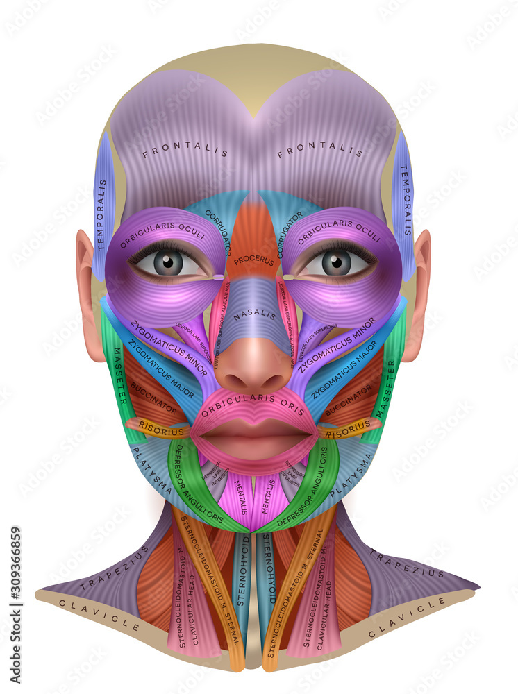 Muscles of the face, colorful anatomy info poster Stock Vector | Adobe ...