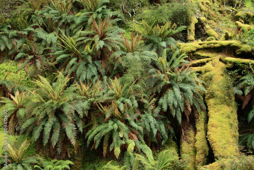 Primeval rainforest in New Zealand with thick lush evergreen vegetation ...
