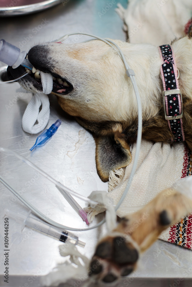 Dog Spay Surgical Procedure Stock Photo | Adobe Stock