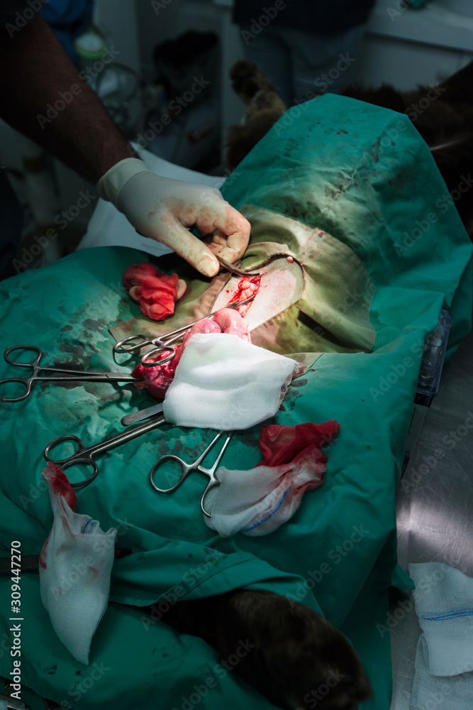 Dog Spay Surgical Procedure Stock Photo | Adobe Stock
