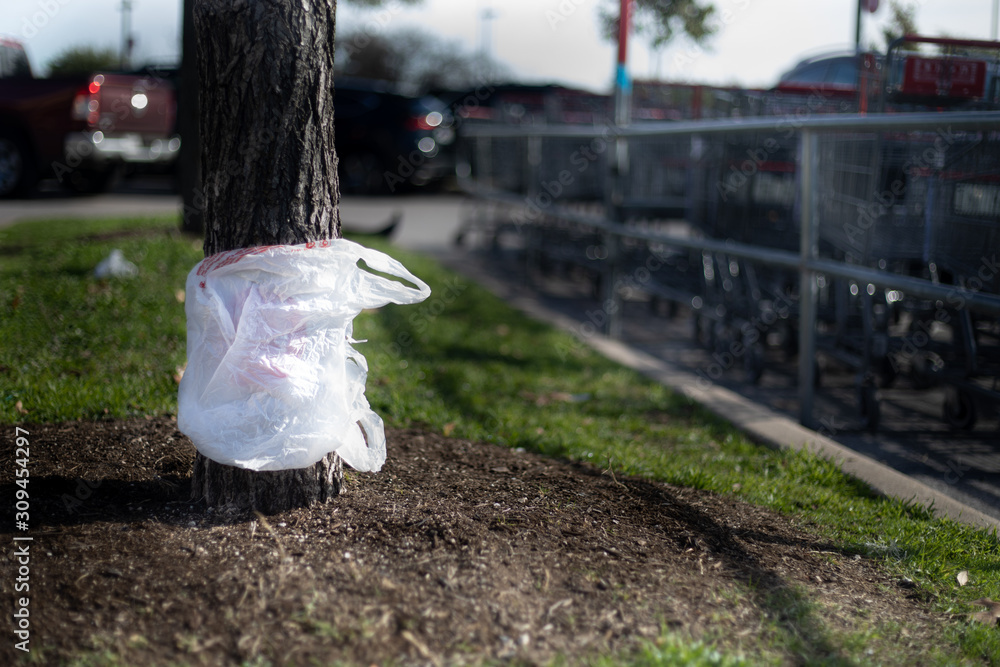 Trash Stuck on Trunk of Tree at Grocery Store by Shopping Carts Stock ...