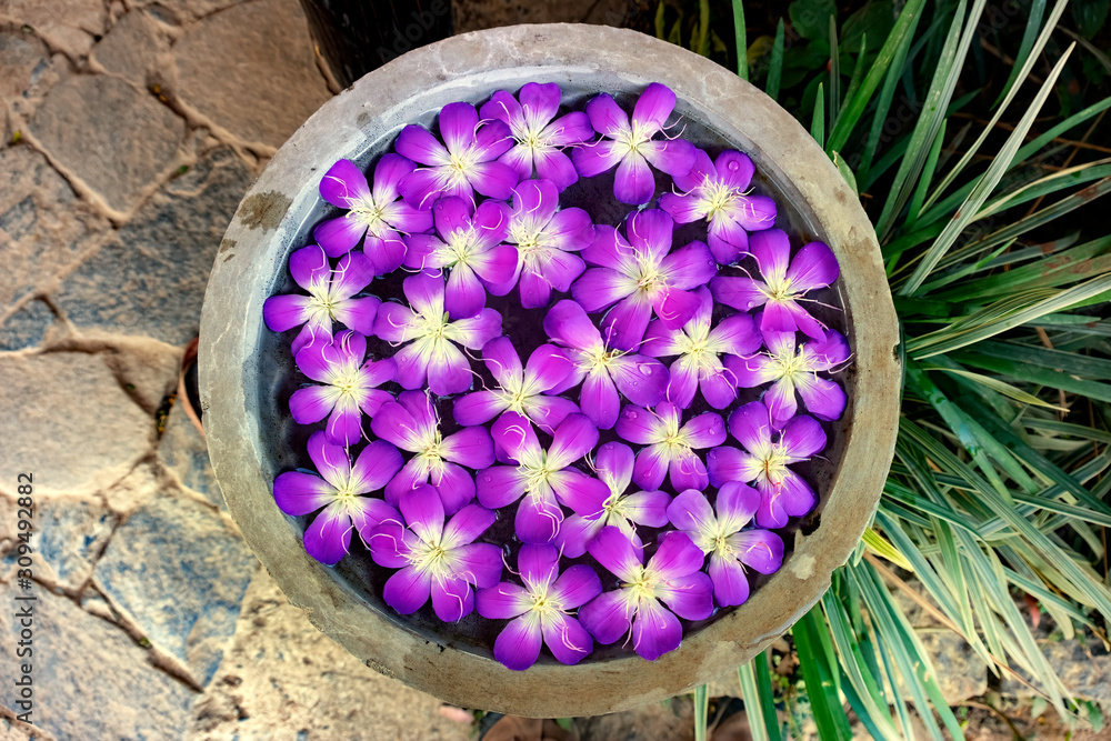 Heen Bovitiya (Osbeckia octandra), A Native Flower of Sri Lanka Stock ...